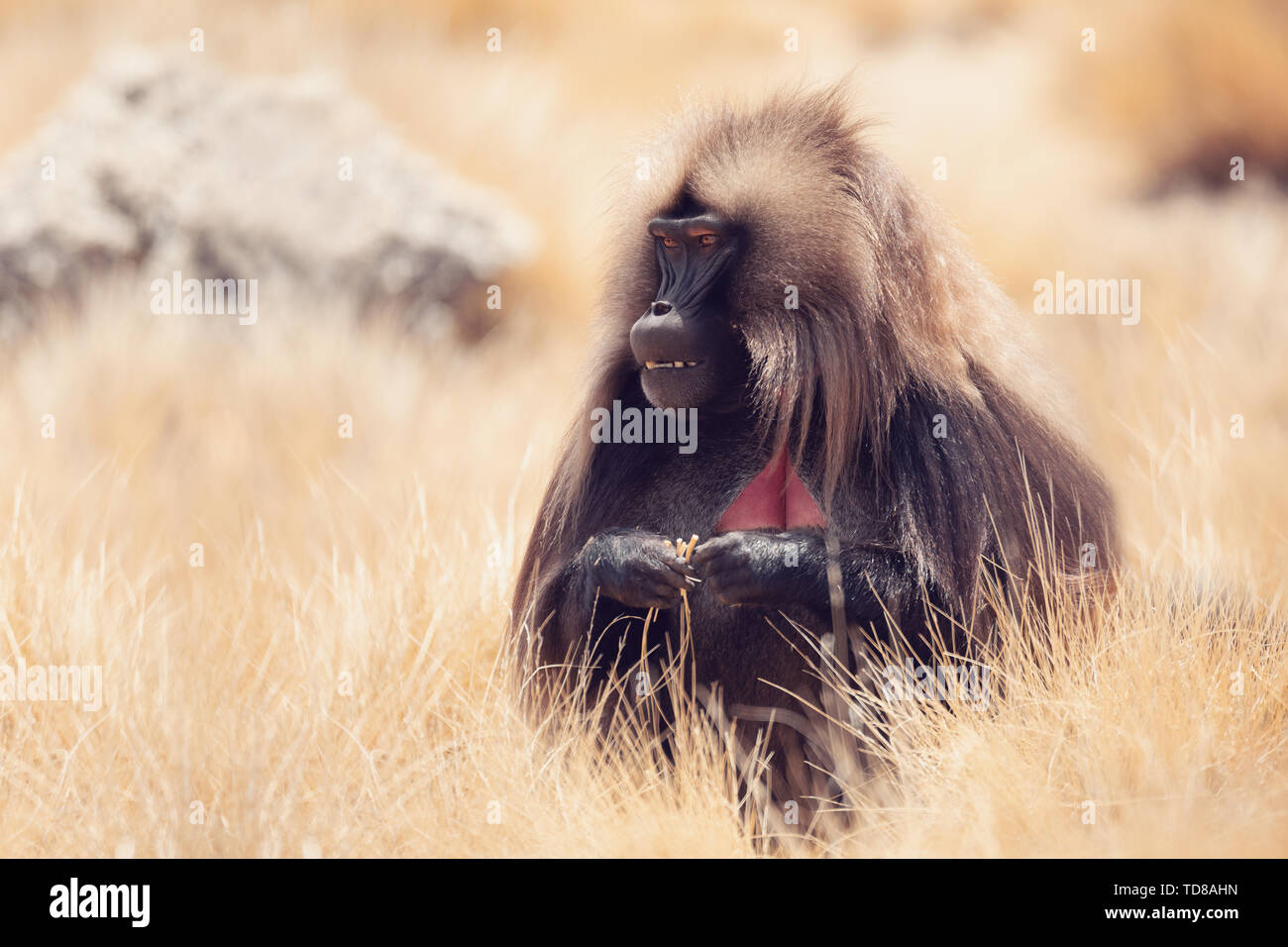 big male of endemic animal Gelada monkey with sitting in grass ...
