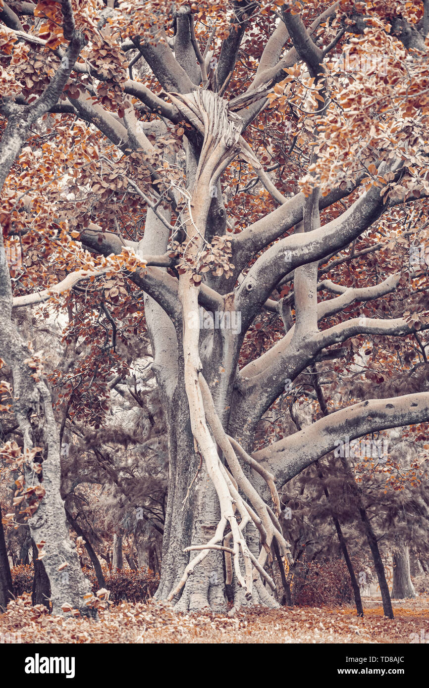 Ethiopia tree ecology hi-res stock photography and images - Alamy