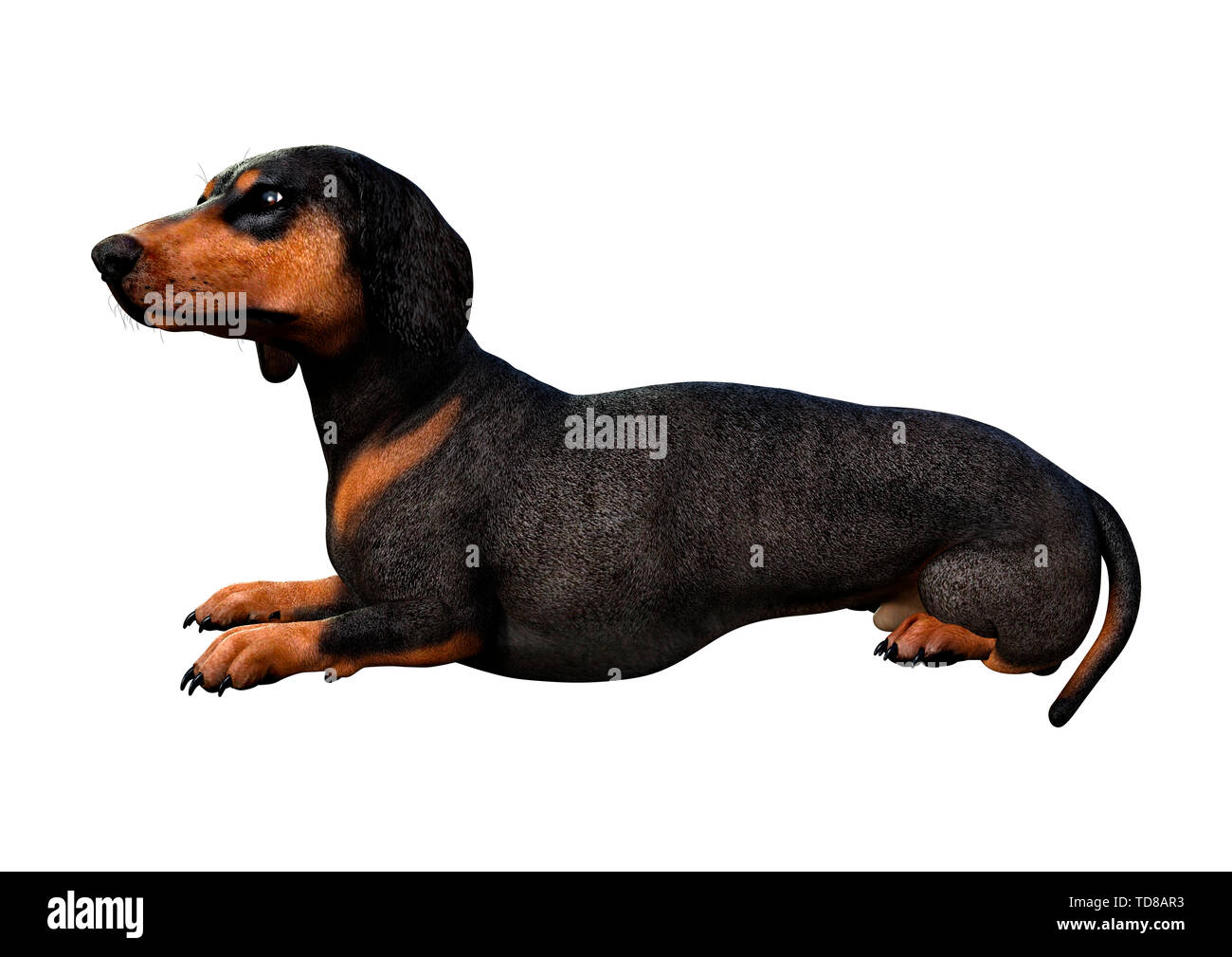 3D rendering of a dachshund or badger dog or sausage dog isolated on ...