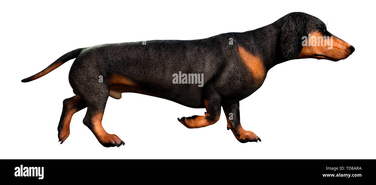 3D rendering of a dachshund or badger dog or sausage dog isolated on ...