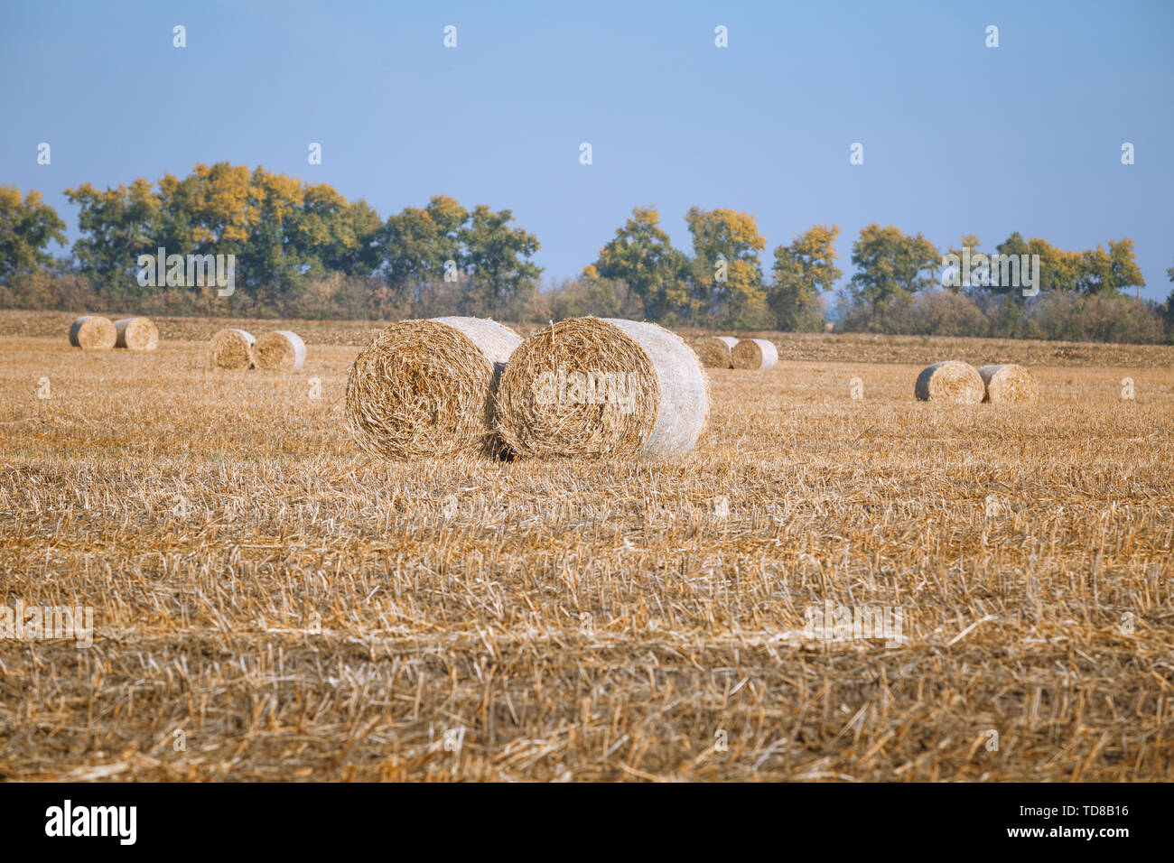 Hay bail harvesting in wonderful autumn farmers field landscape with ...