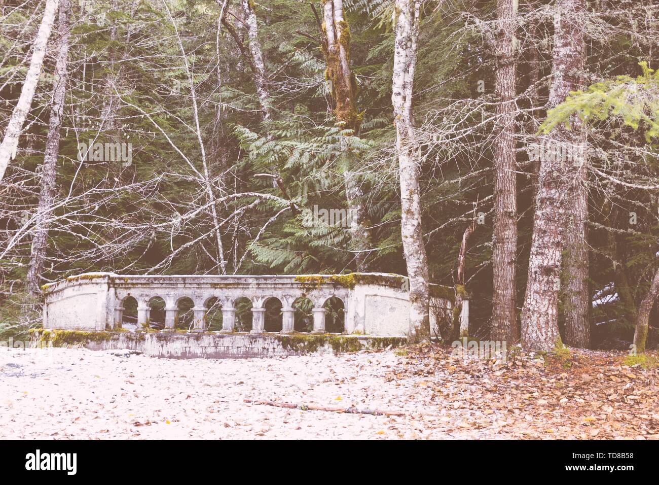 Little stone bridge next to a thick forest Stock Photo - Alamy