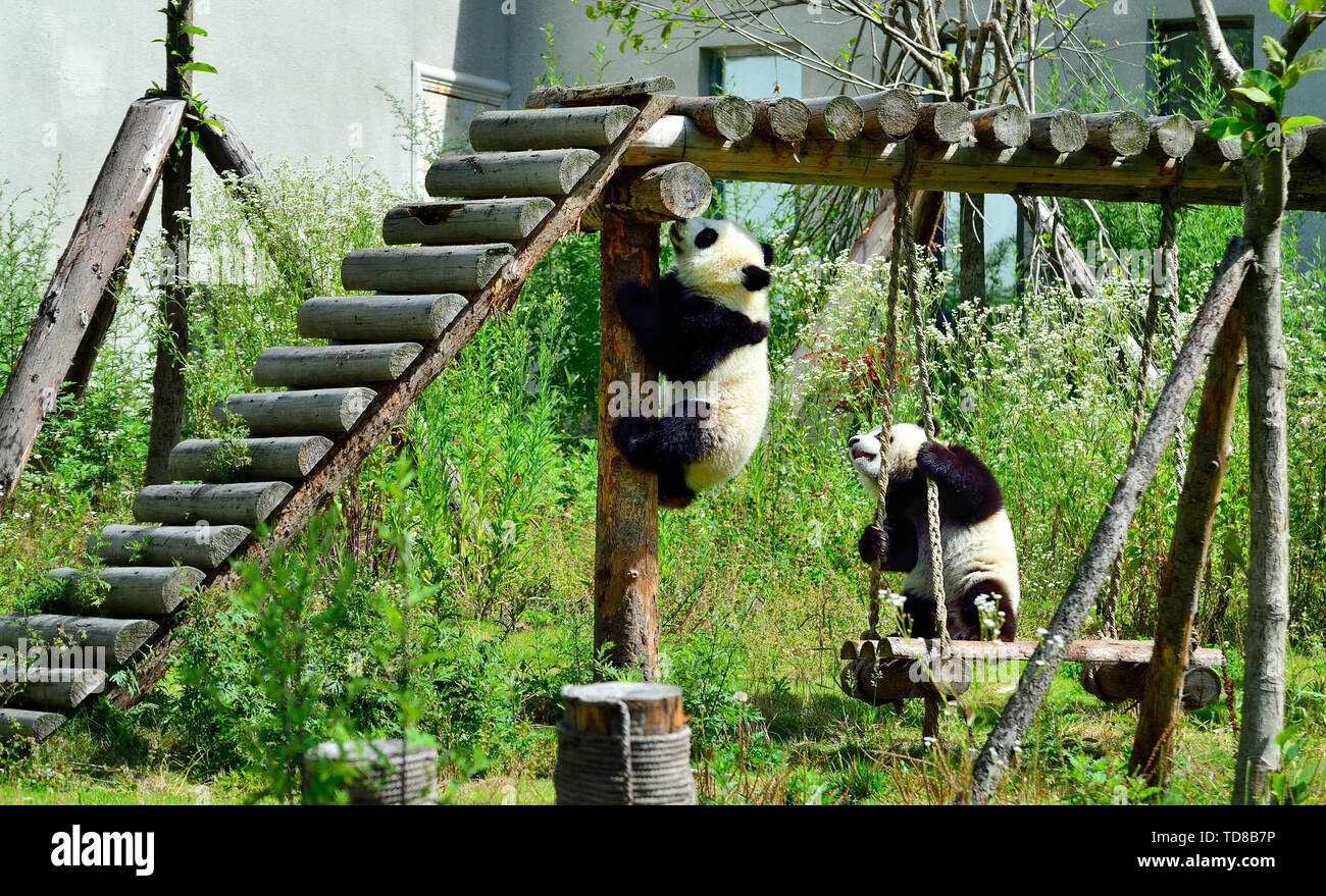 Two in the outdoor sports of giant pandas Stock Photo - Alamy