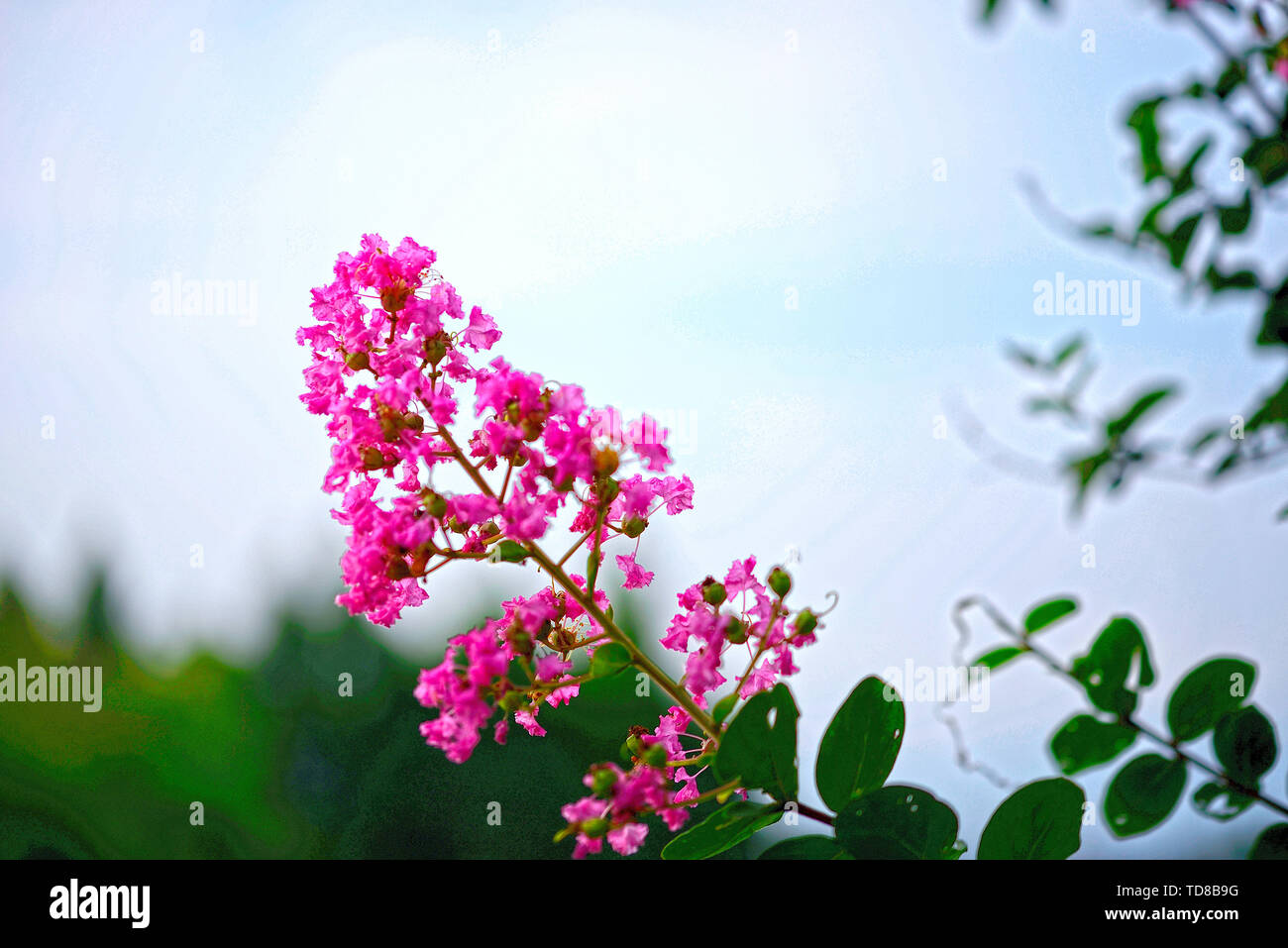 Wild crape myrtle hi-res stock photography and images - Alamy