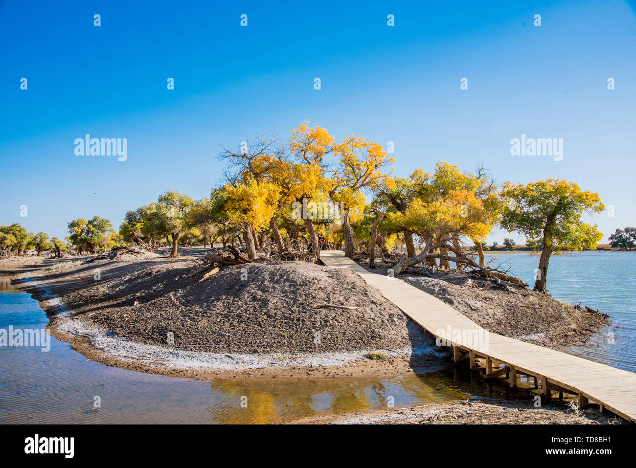 Inner Mongolia Alashan Ejina flag weak water Jinsha Bay Hu Yang Lin ...