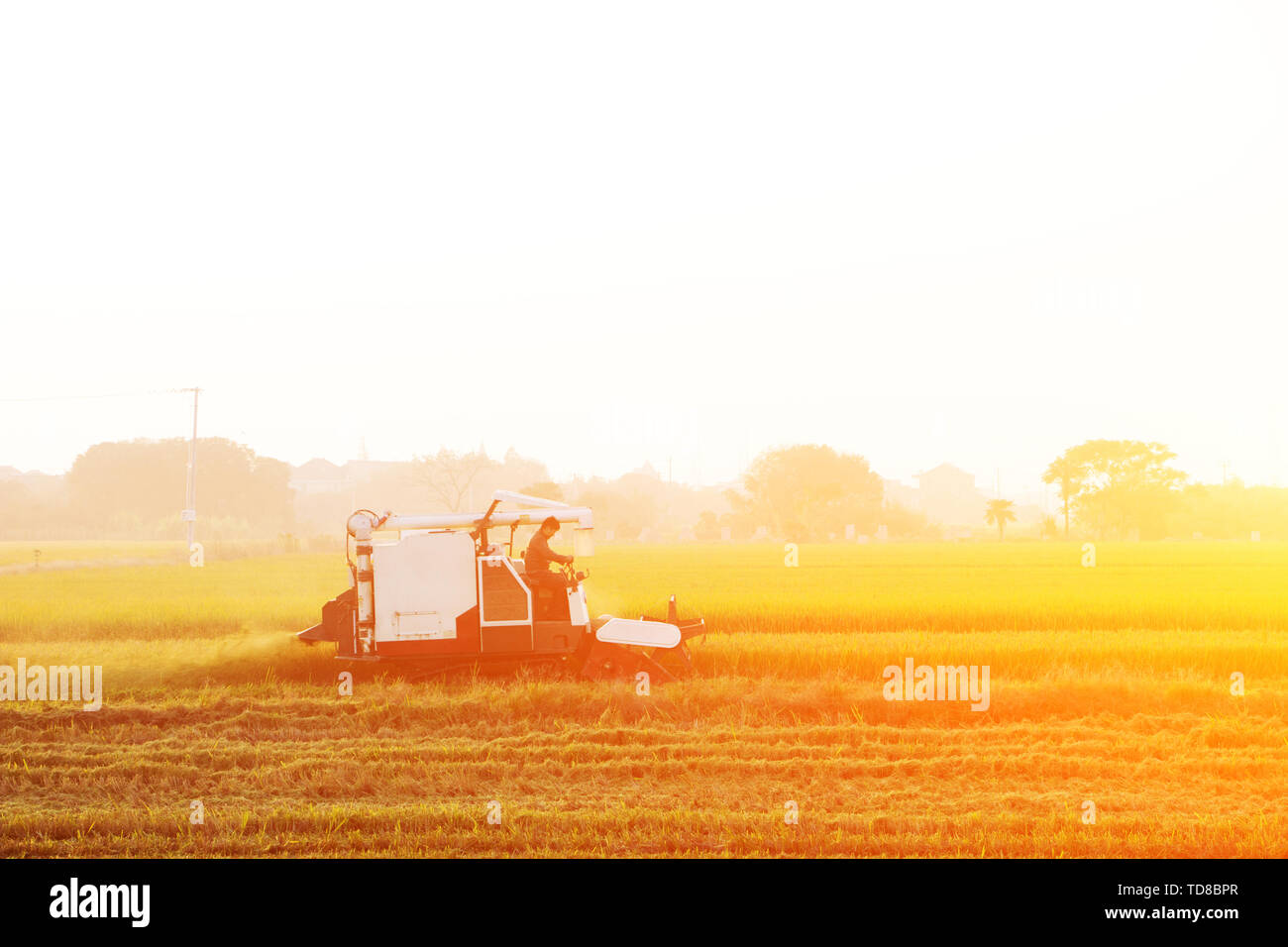 combine harvester working in ripe rice field near village Stock Photo ...