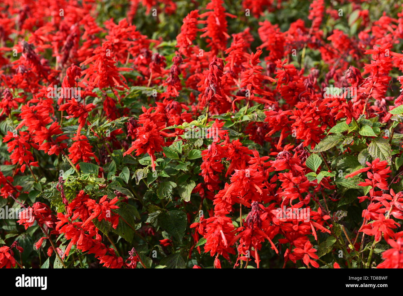 String of red flowers Stock Photo - Alamy