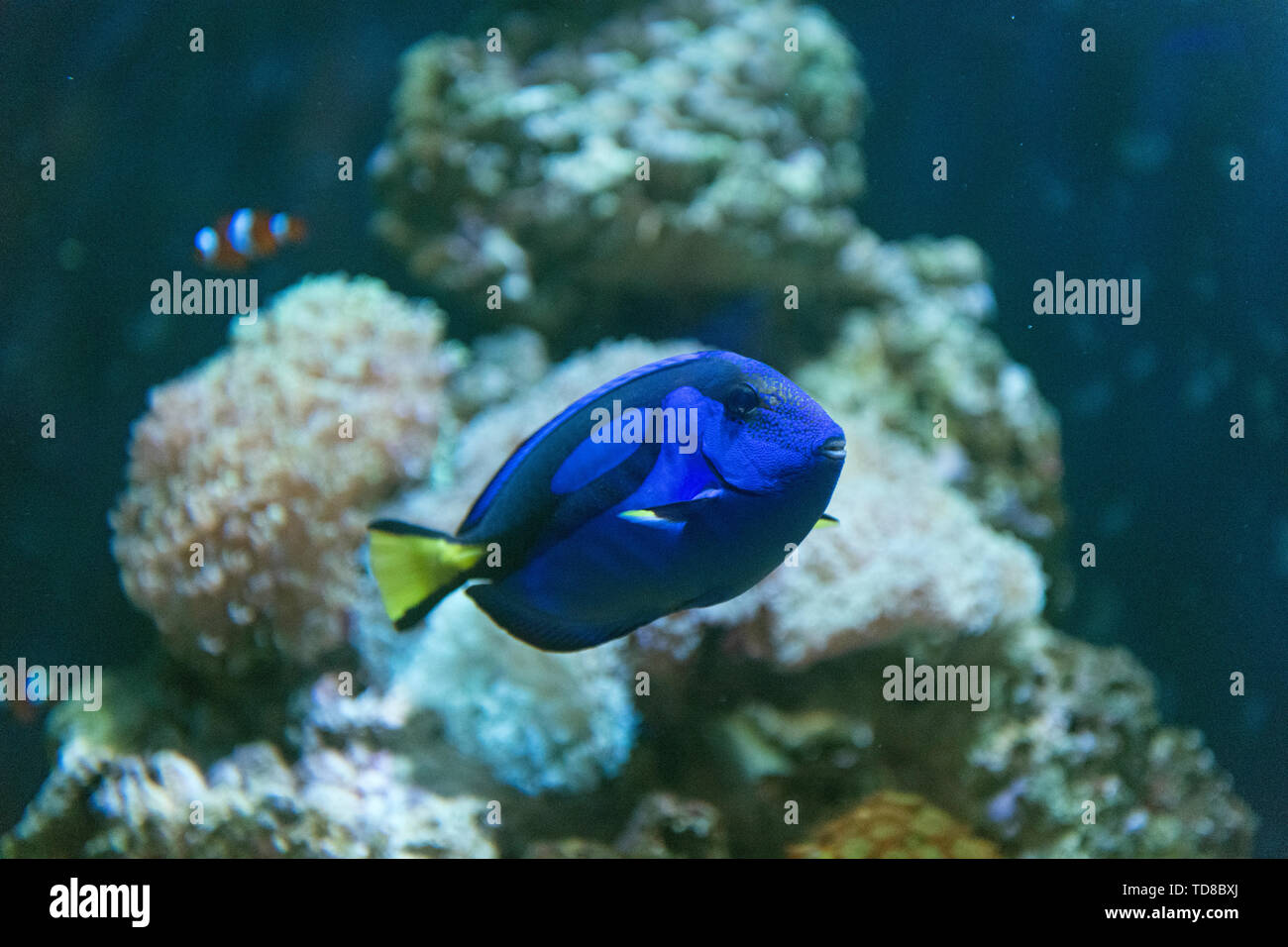 King fish hi-res stock photography and images - Alamy