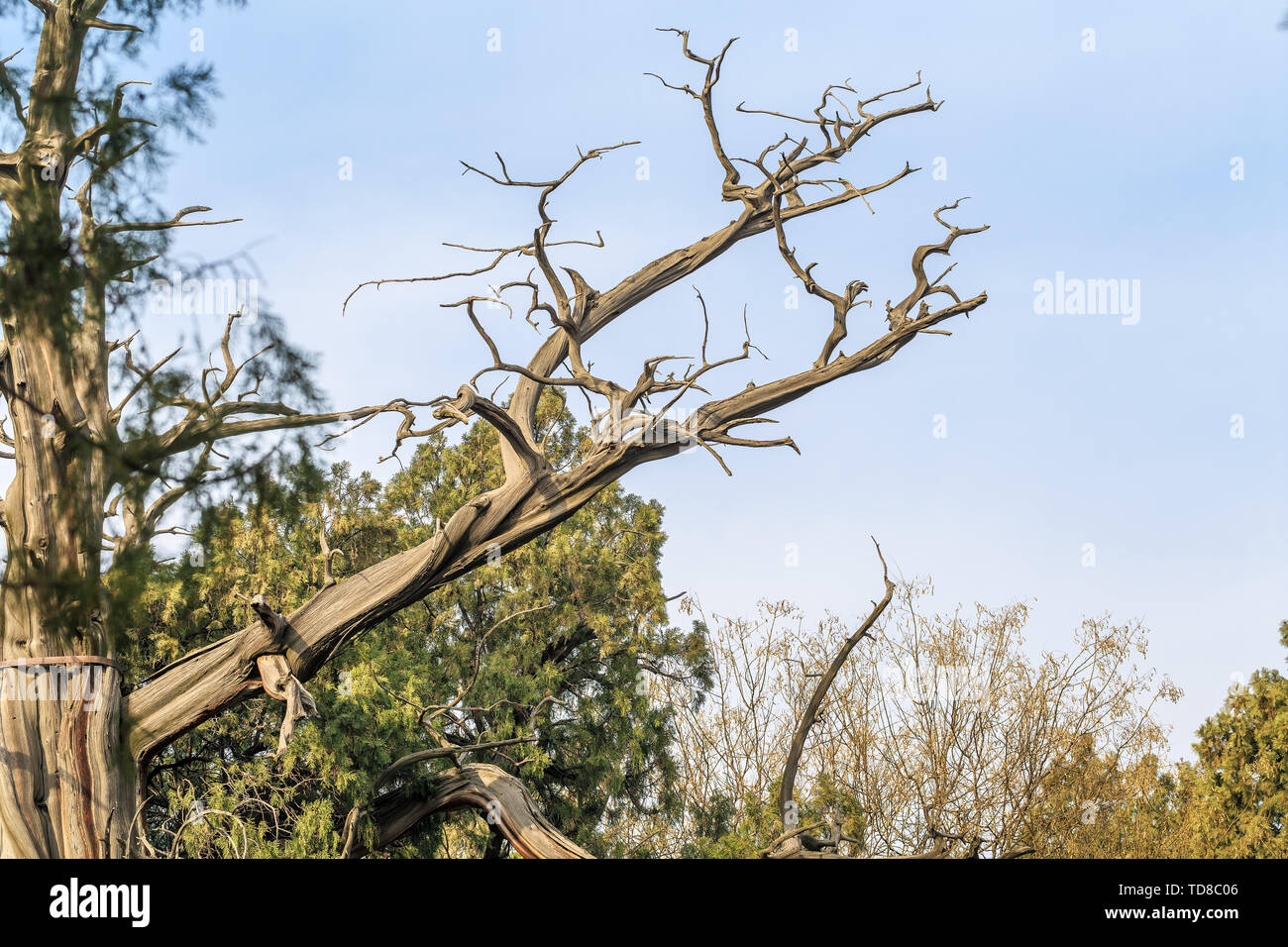 Ancient cypress trees in Tai'an Dai Temple, Shandong Province Stock ...