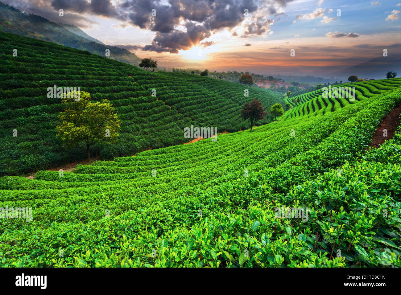 Tea Plantations undersky Stock Photo - Alamy