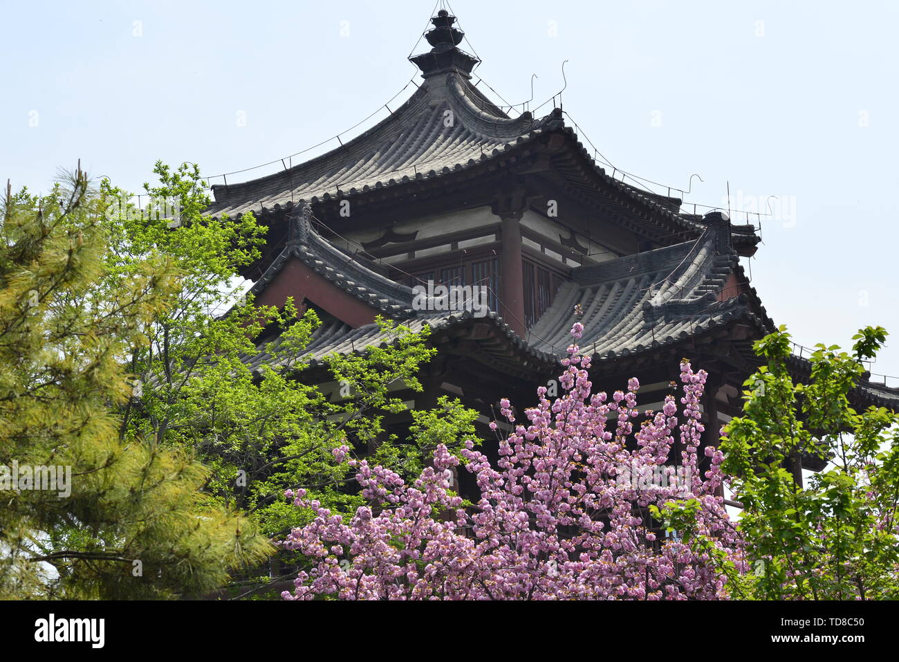 Japanese cherry blossoms Kyushu cherry blossoms Stock Photo - Alamy