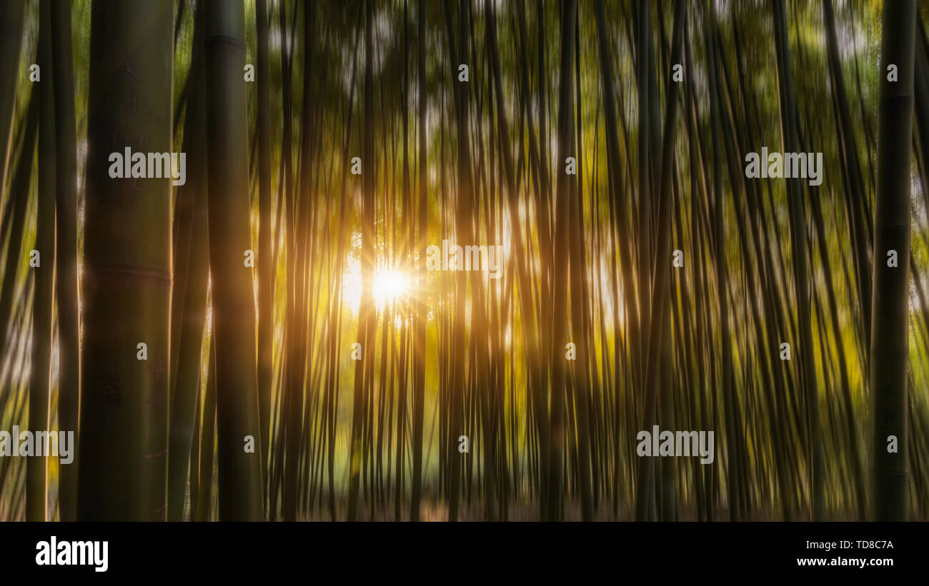 Bamboo grove design hi-res stock photography and images - Alamy