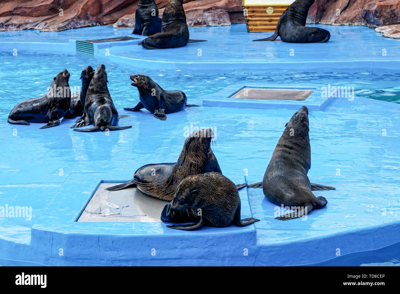 Sea Animal Museum, Shanghai Haichang Ocean Park Stock Photo - Alamy