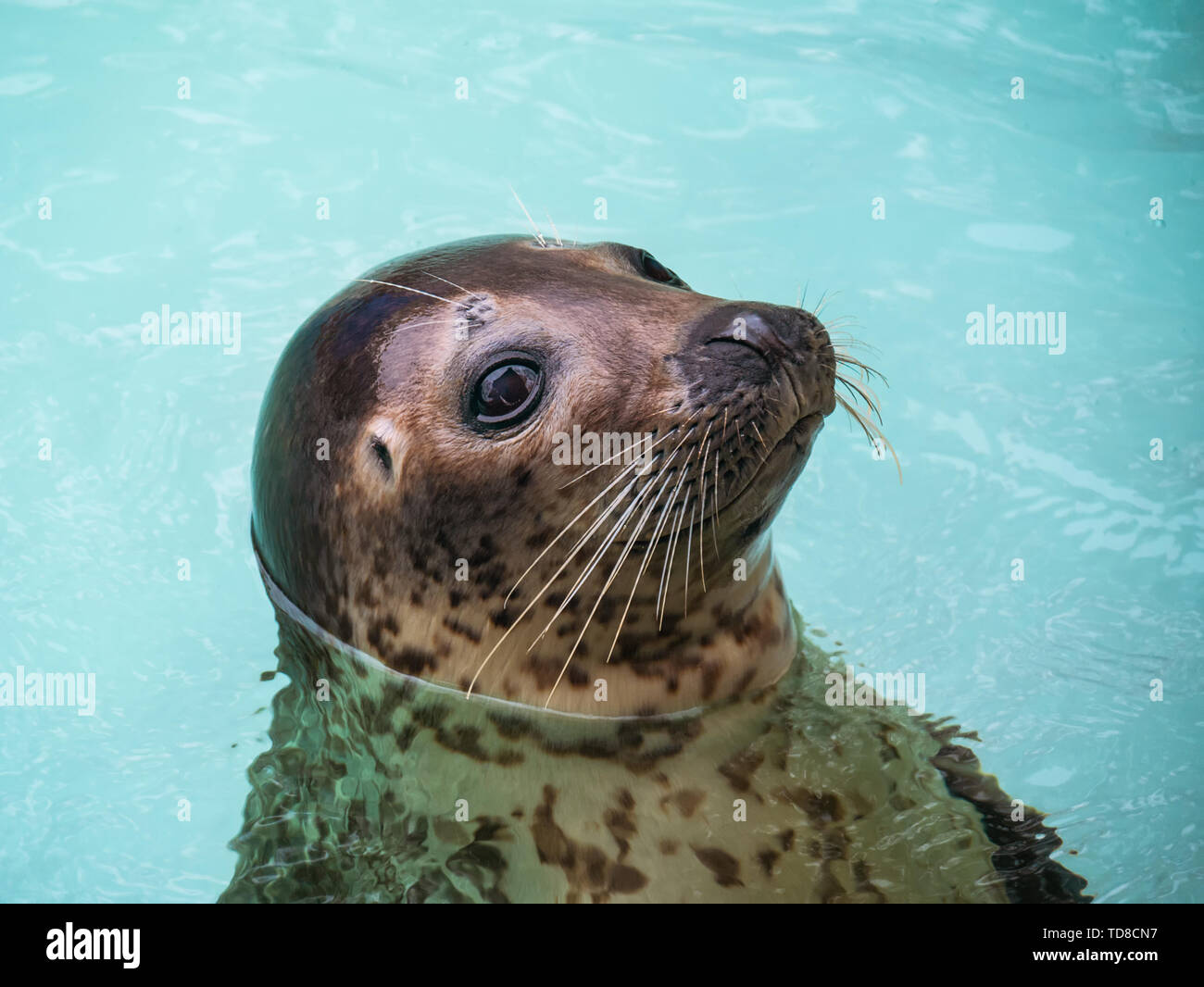 Seal head close-up Stock Photo - Alamy