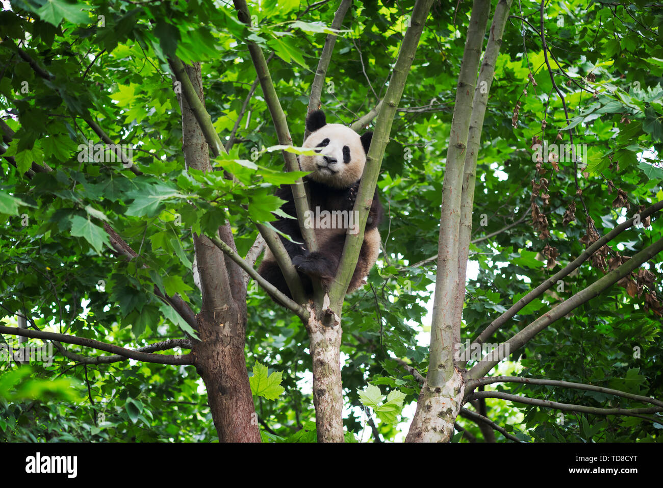 Giant panda tapir and big bear hi-res stock photography and images - Alamy