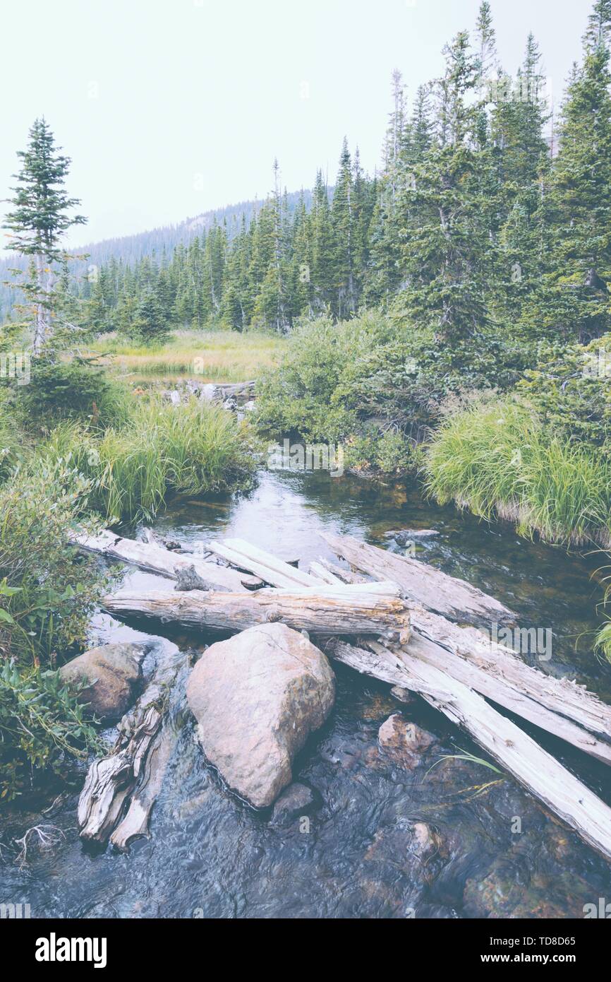 Handmade wood dam on a small river in a forest Stock Photo - Alamy