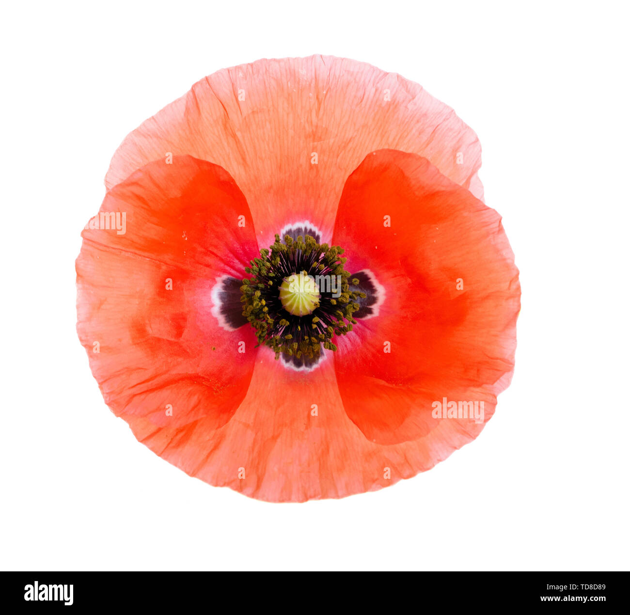 White poppy war Cut Out Stock Images & Pictures - Alamy