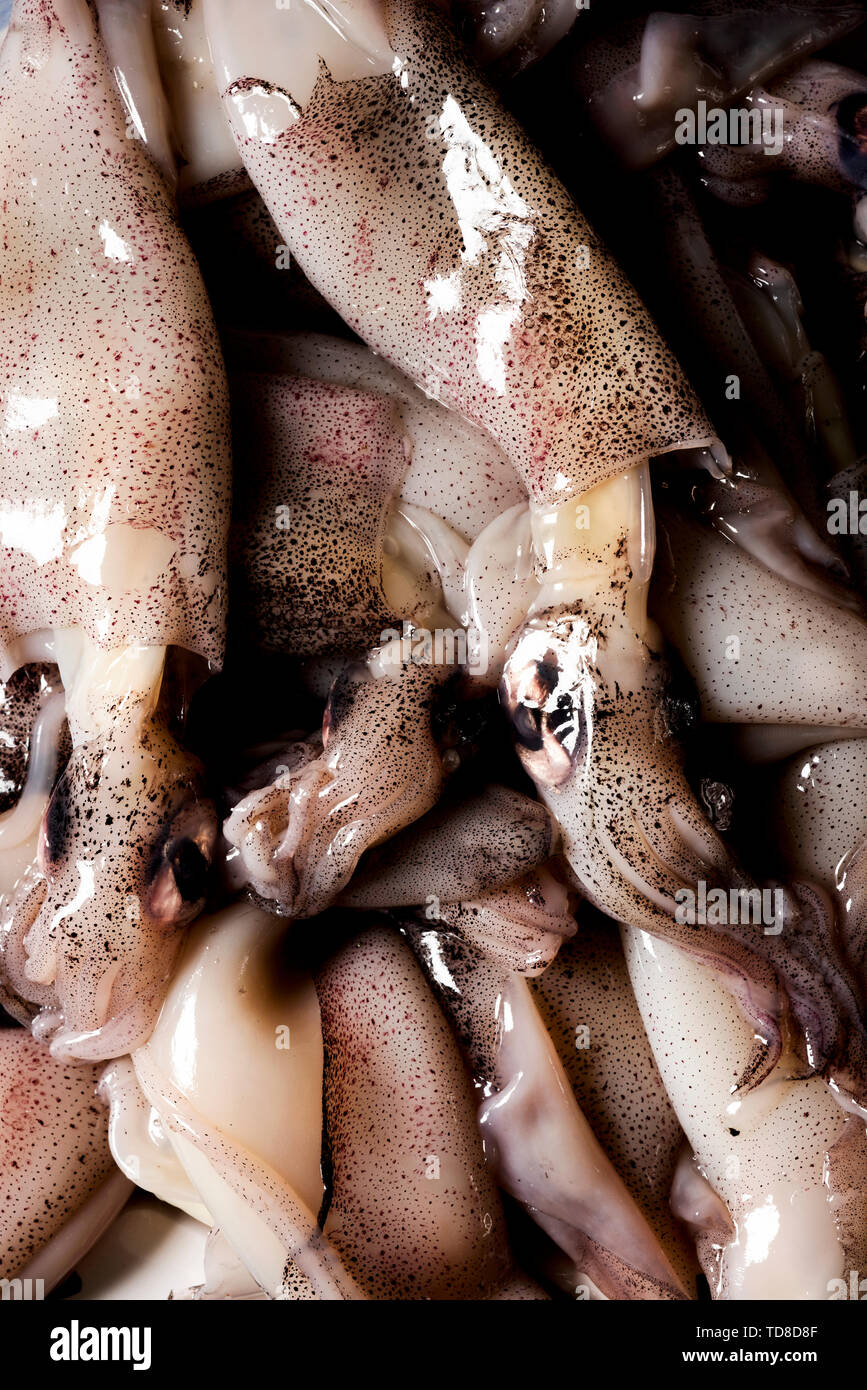 Cuttlefishes hi-res stock photography and images - Alamy
