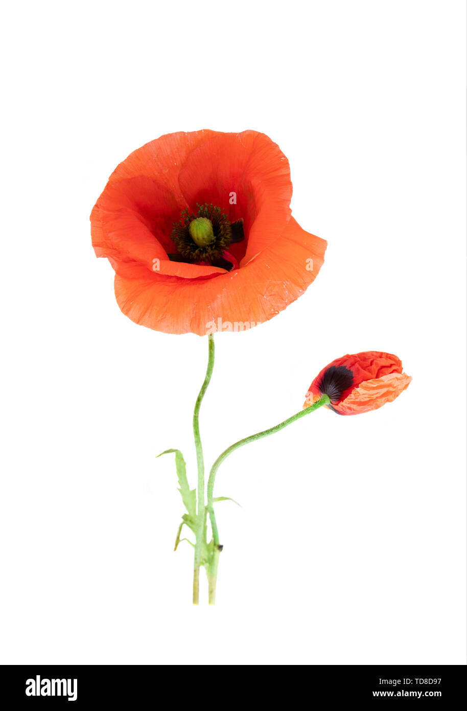 red poppy flowers Stock Photo - Alamy