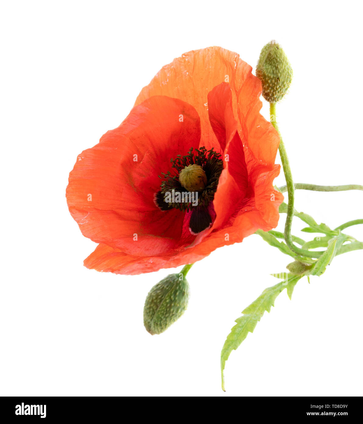 Anzac poppy, white background hi-res stock photography and images - Alamy