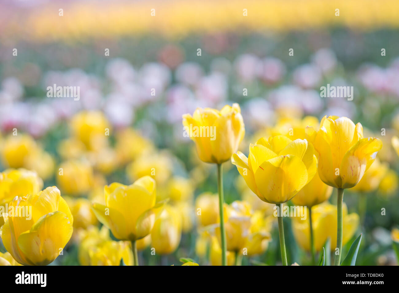 Tulip in Spring under sun ray, Beautiful and colourful tulip on sun ...