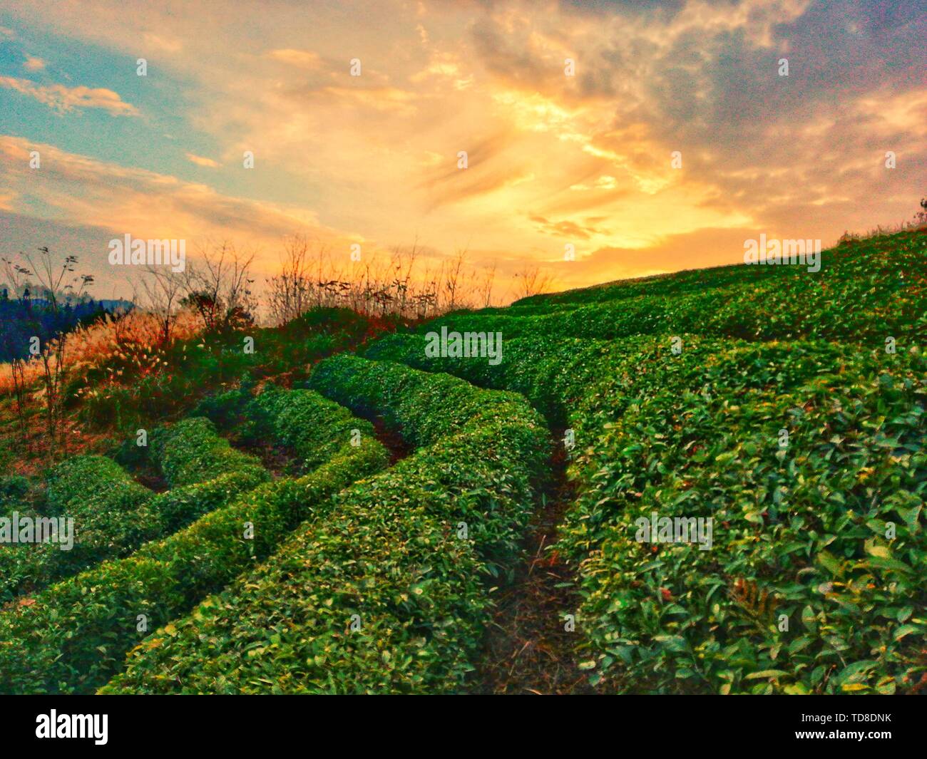 Guizhou tea garden sunset Stock Photo - Alamy