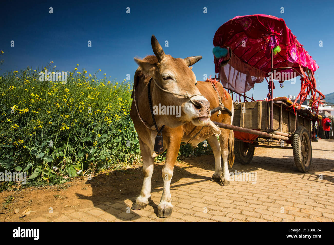 Field cart roads hi-res stock photography and images - Alamy