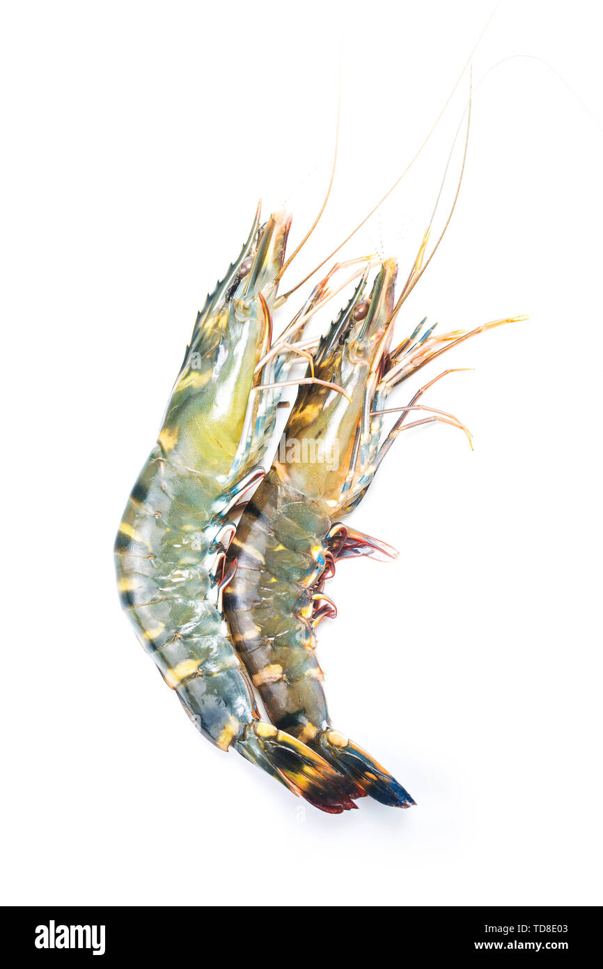 Tiger skin shrimp Stock Photo - Alamy