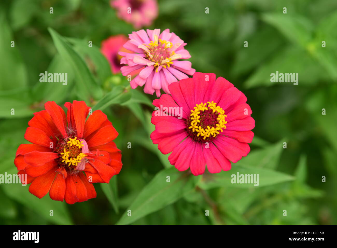 Photos of HD flowers Stock Photo - Alamy
