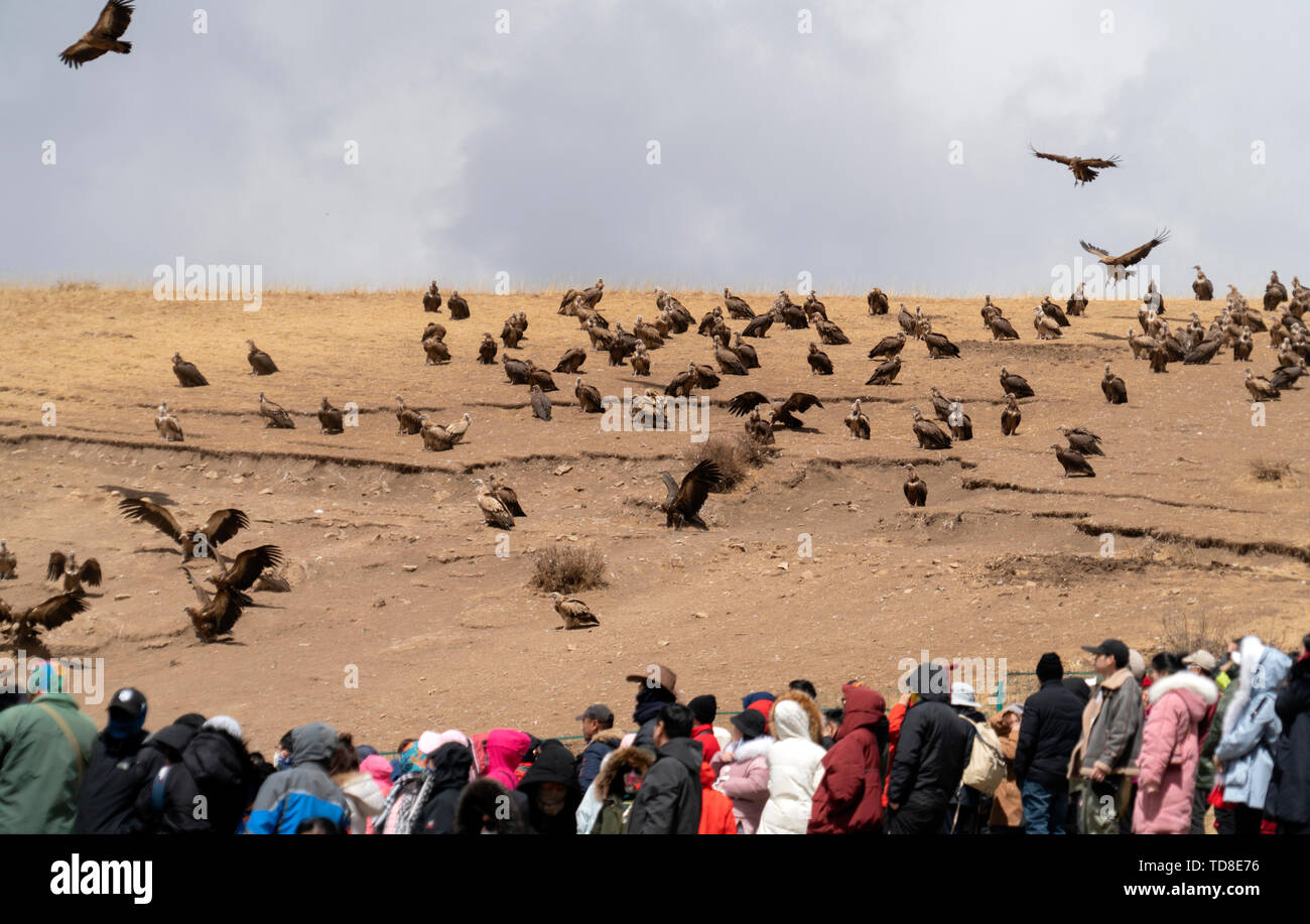 Heavenly burial platform vulture Stock Photo - Alamy