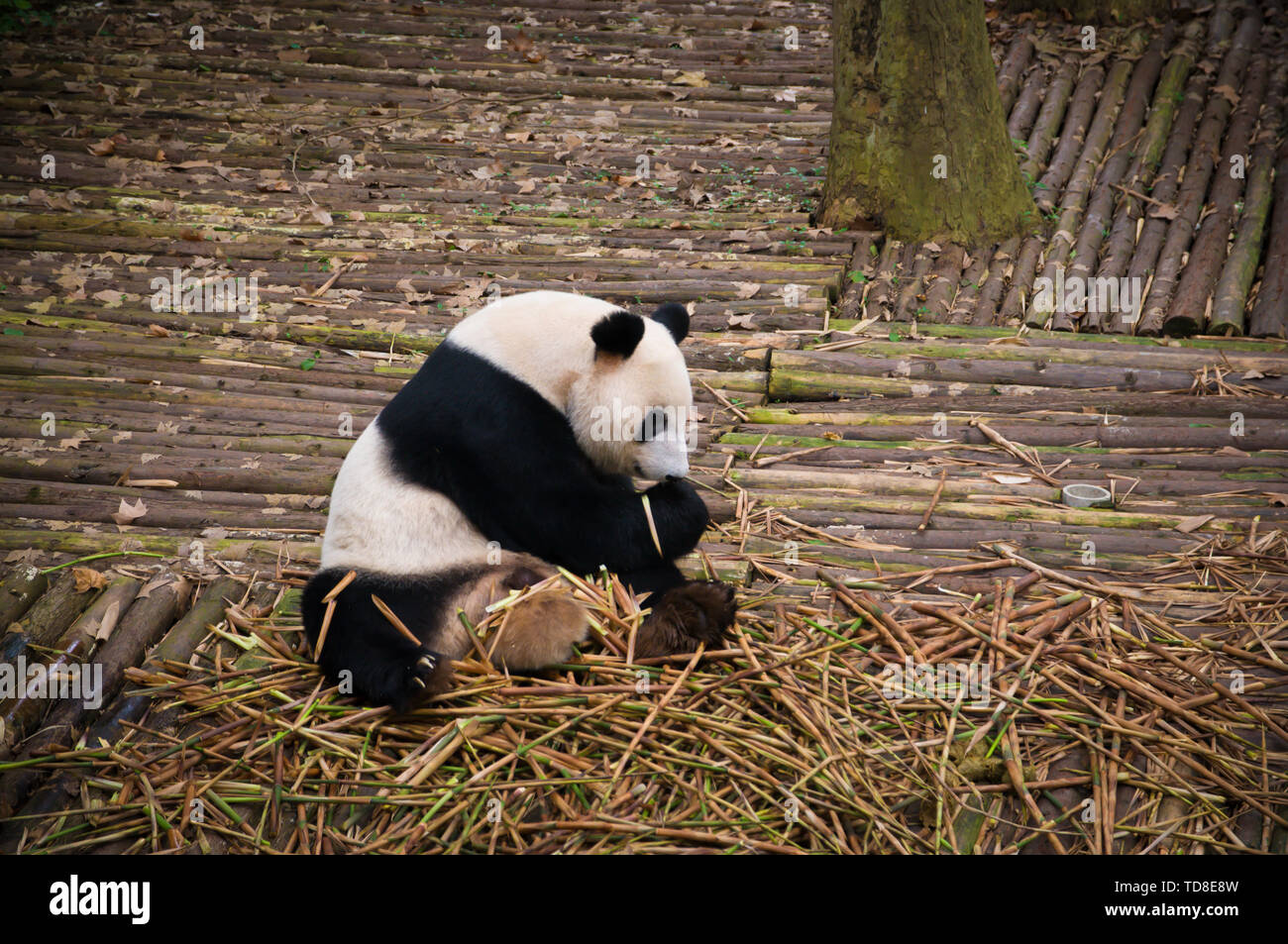 Sunlight environment in the tropics summer landscape root mammals hi ...