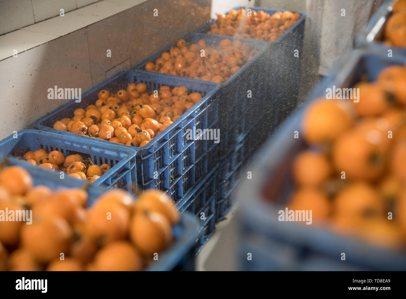 Loquat production hi-res stock photography and images - Alamy