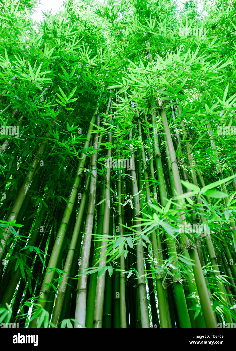 Shunan bamboo hi-res stock photography and images - Alamy