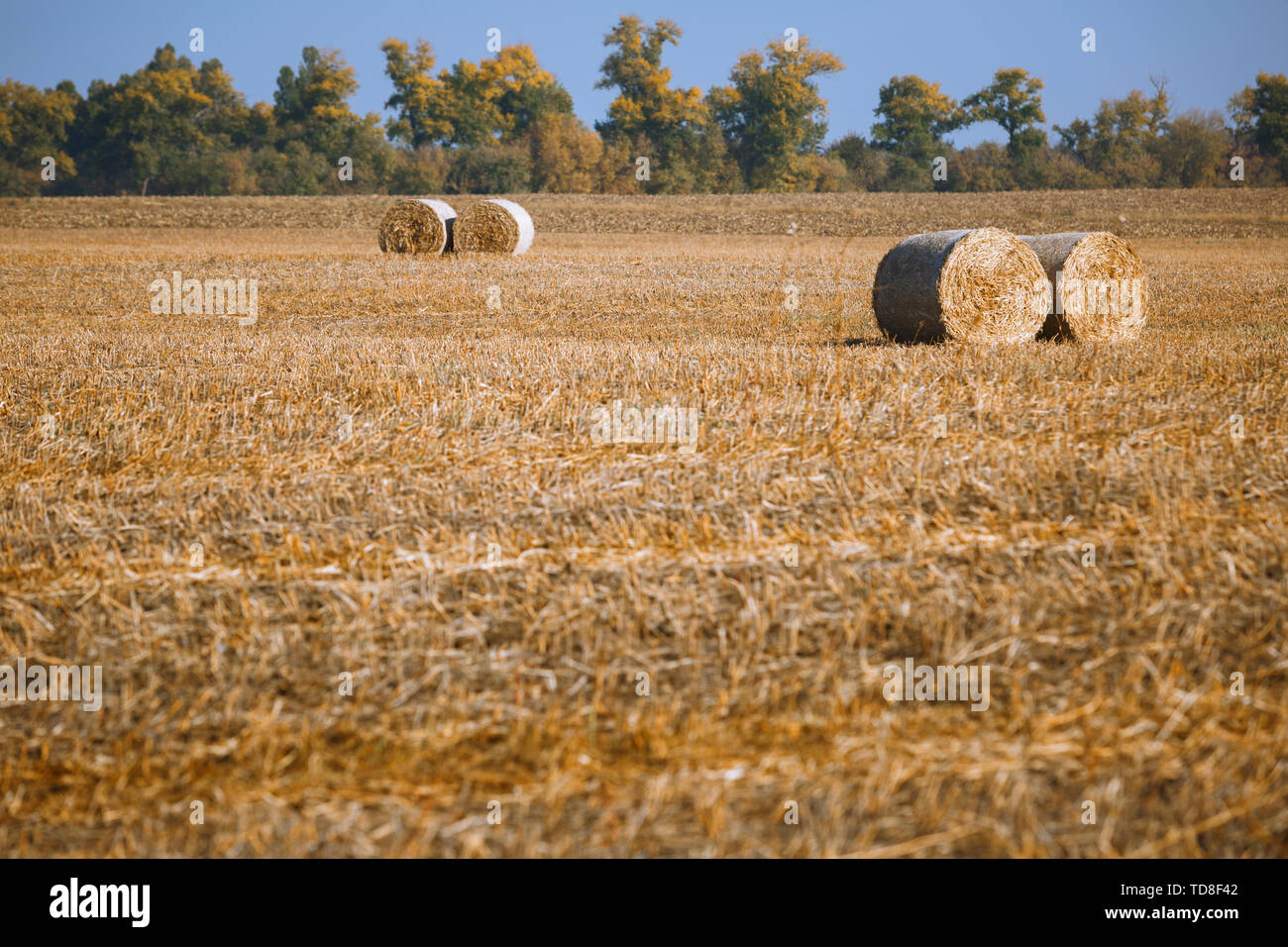 Hay bail harvesting in wonderful autumn farmers field landscape with ...