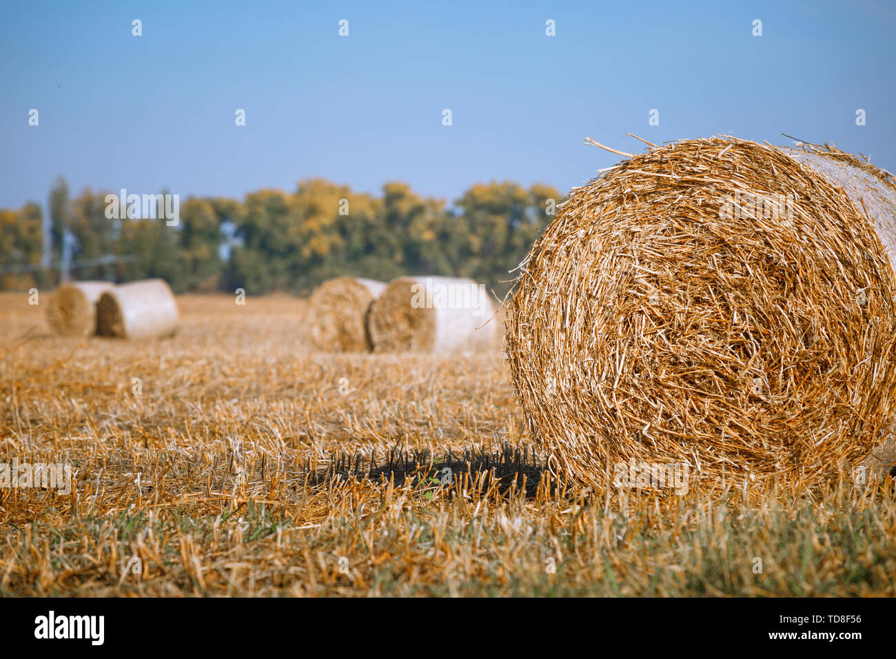 Hay bail harvesting in wonderful autumn farmers field landscape with ...