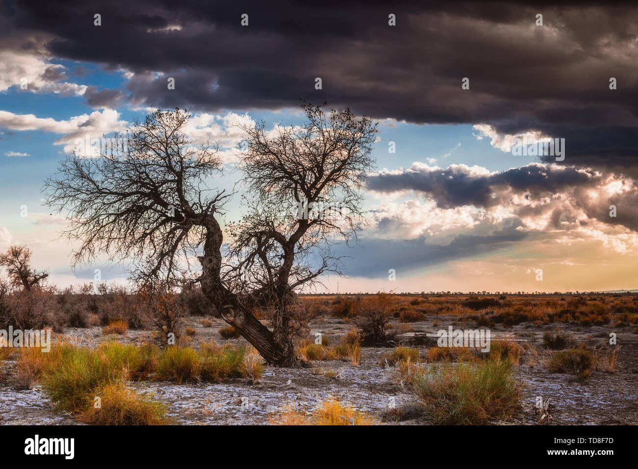 Autumn scenery in northern Xinjiang Stock Photo - Alamy