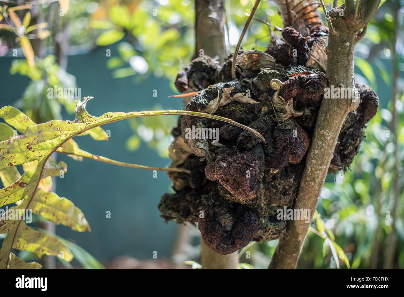 variety of tropical fern in Sri Lanka in garden of plants and spices ...