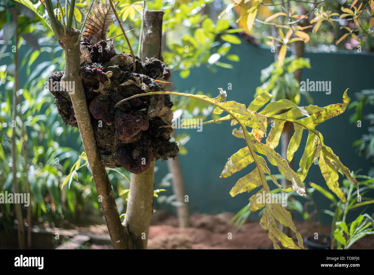 variety of tropical fern in Sri Lanka in garden of plants and spices ...