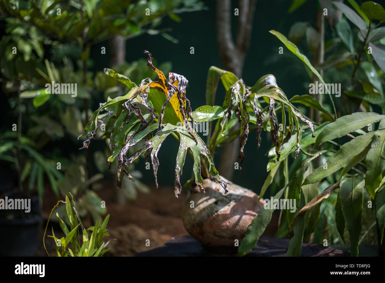 variety of tropical fern in Sri Lanka in garden of plants and spices ...