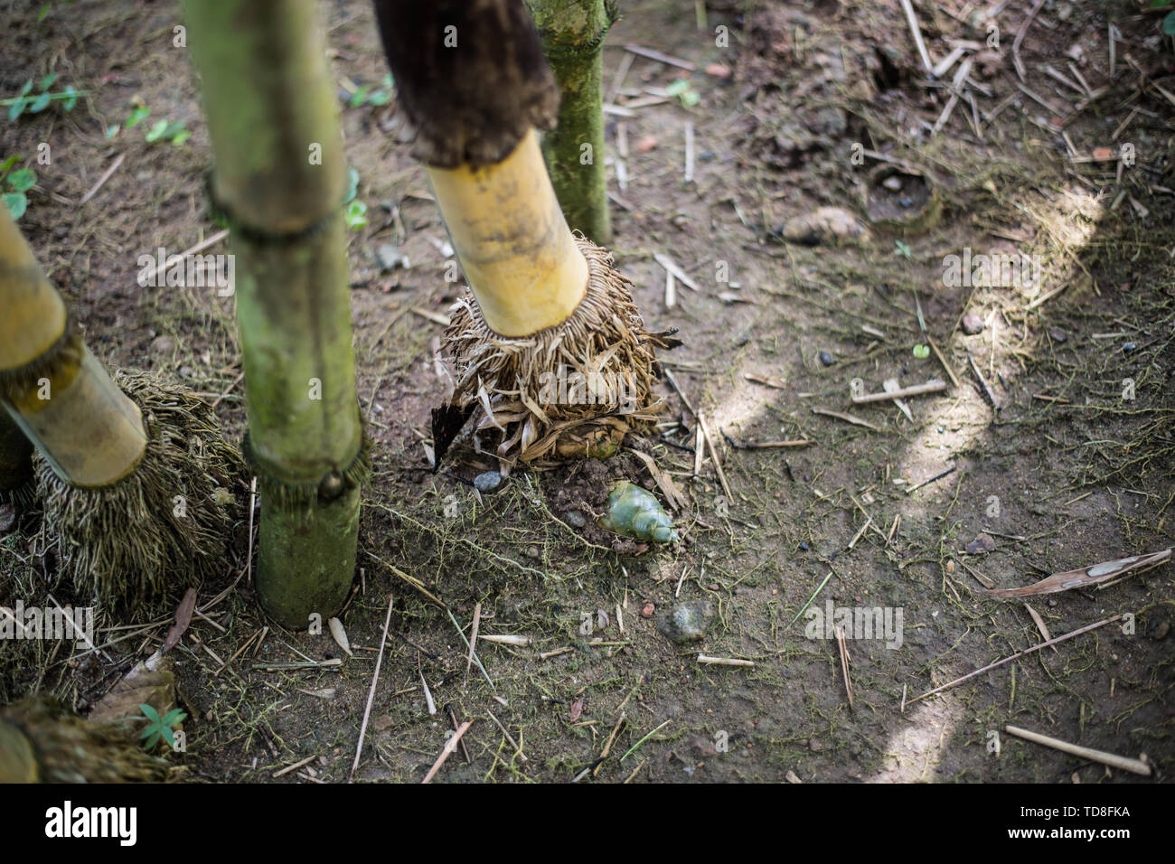 Trunks and roots in the ground on a bed of young bamboo in Sri Lanka in ...
