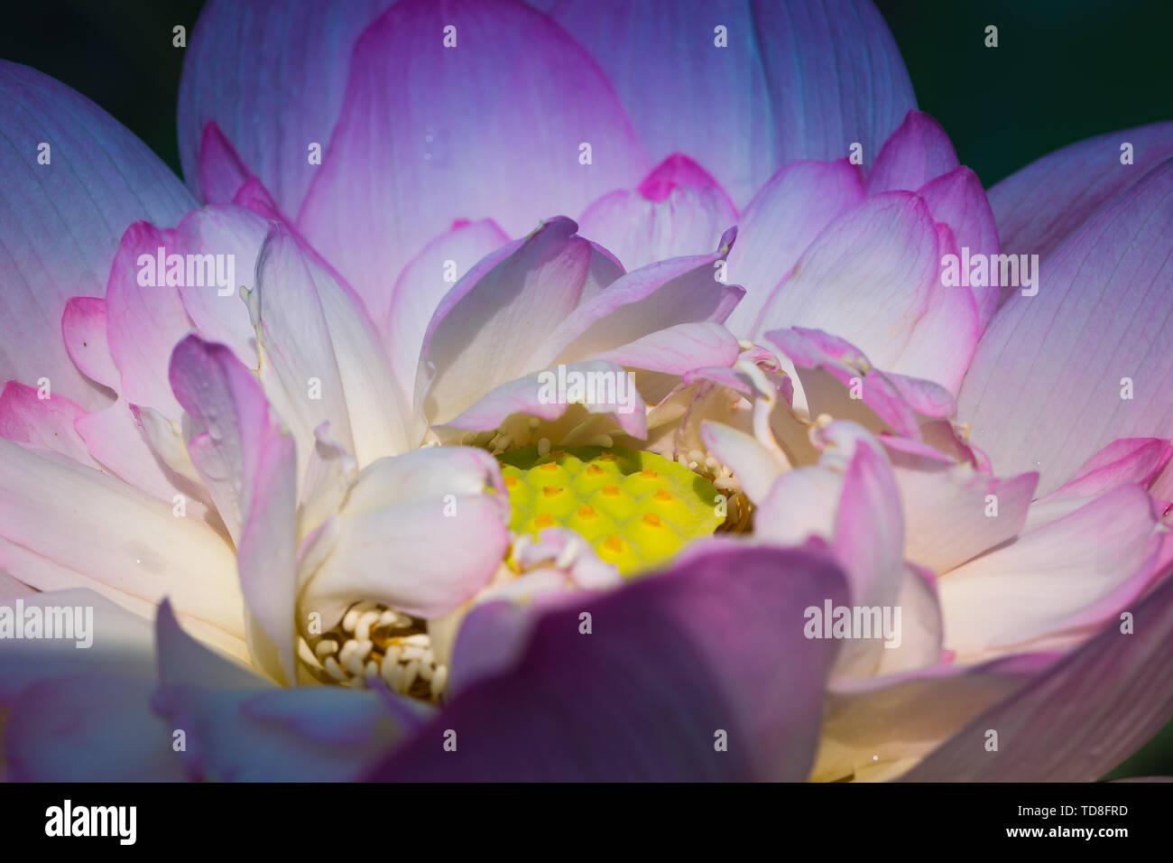 Foreign flowers and lily hi-res stock photography and images - Alamy