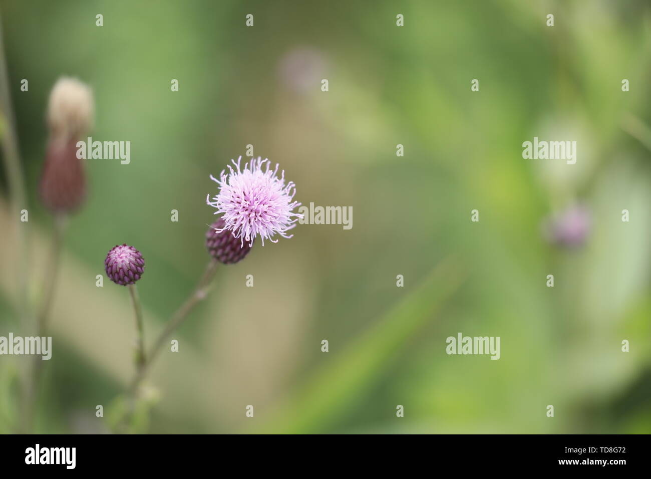 Outdoor grain planting plants hi-res stock photography and images - Alamy
