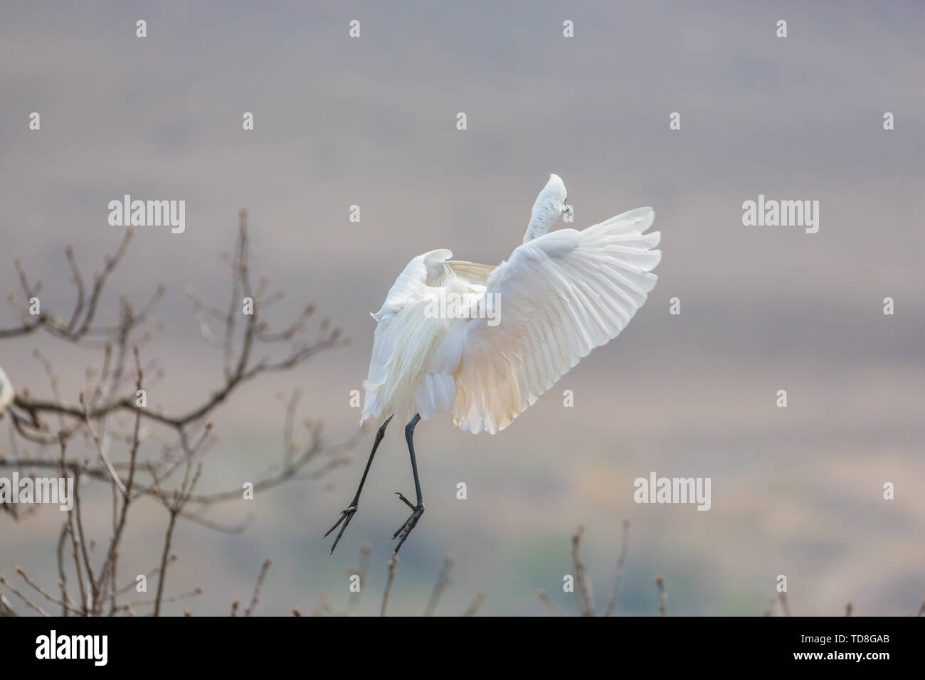 Egret herons fly freely and gracefully Stock Photo - Alamy