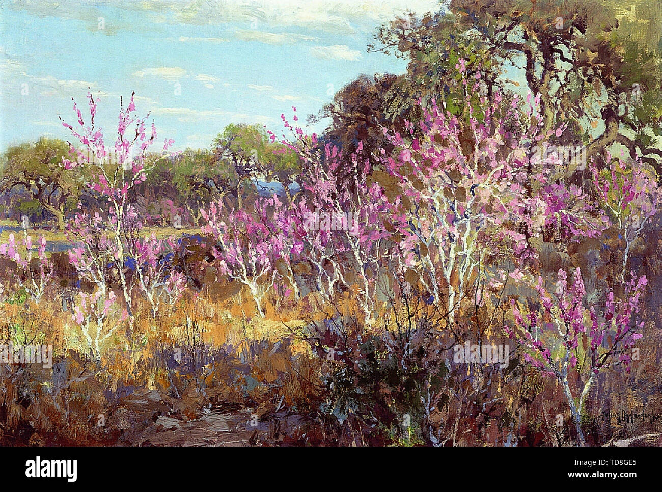 Julian Onderdonk - Redbud Tree Bloom Leon Springs San Antonio 1921 ...