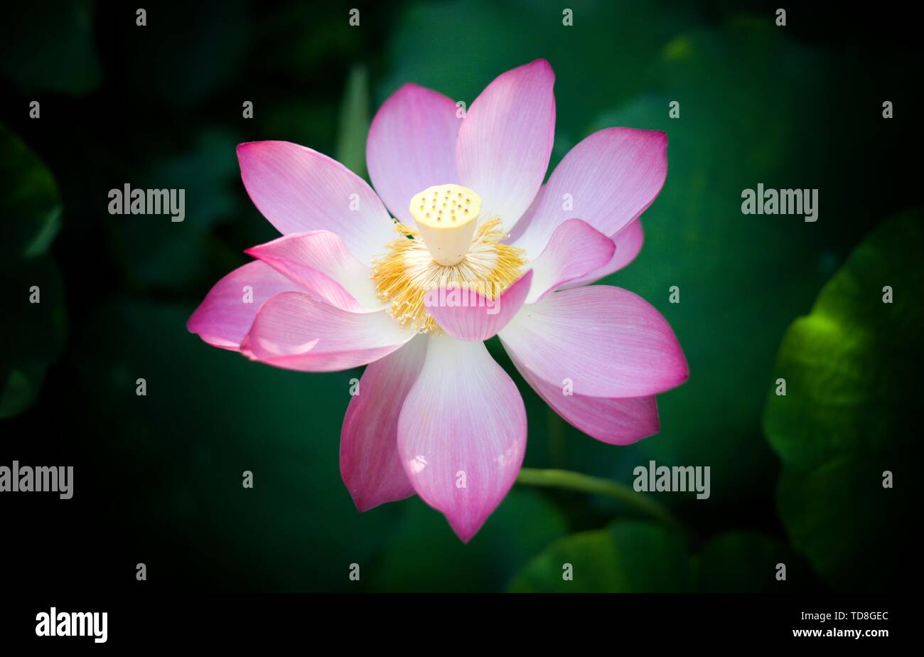 No one lotus flowers in the tropics hi-res stock photography and images ...