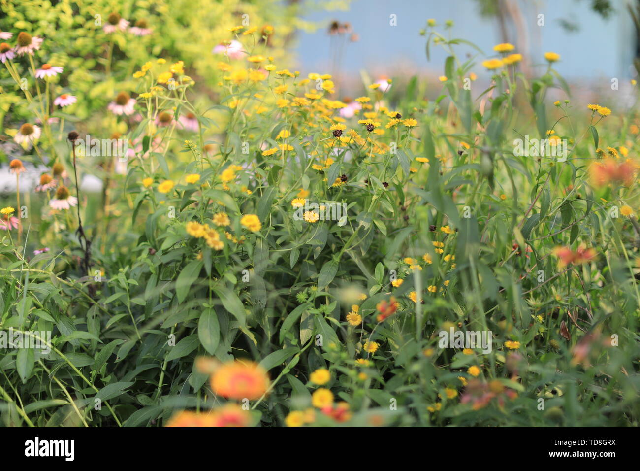 Cluster planting hi-res stock photography and images - Alamy