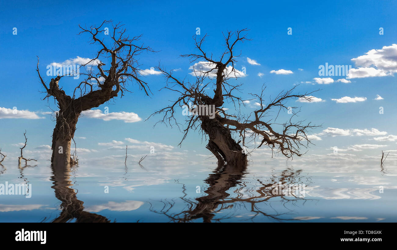 Dream Poplar on the water side Stock Photo - Alamy