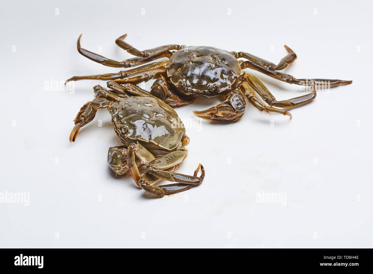 Fresh Crabs Stock Photos & Fresh Crabs Stock Images - Alamy