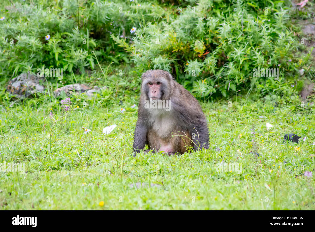 Tibetan macaques hi-res stock photography and images - Alamy
