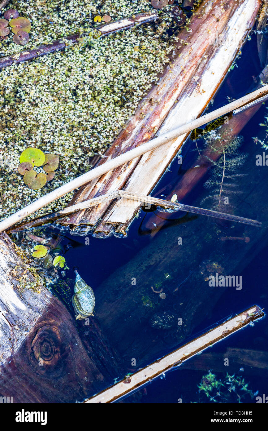 Freshwater Wildlife High Resolution Stock Photography and Images - Alamy